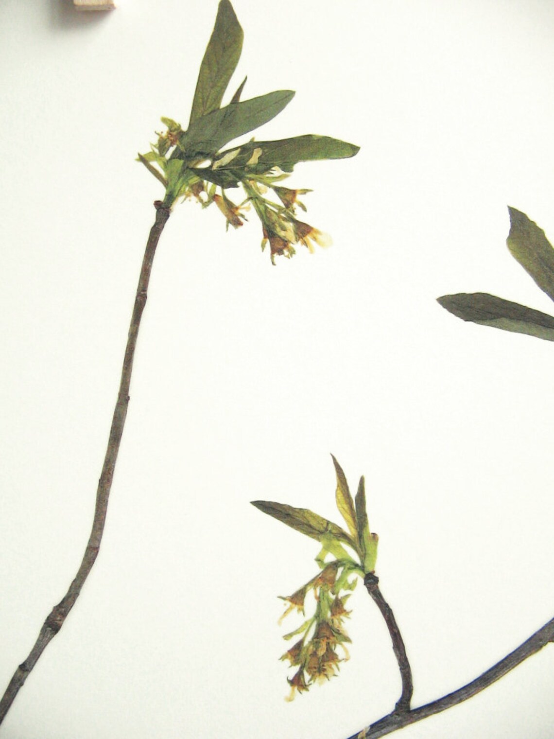 Indian Plum Tree Print Set of 2; Farmhouse Wall Art Pressed Leaf Art ...