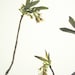 Indian Plum Tree Print Set of 2; Farmhouse Wall Art Pressed Leaf Art ...