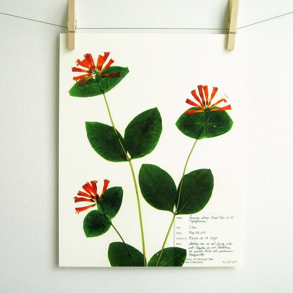 Pressed Plant Art - Etsy