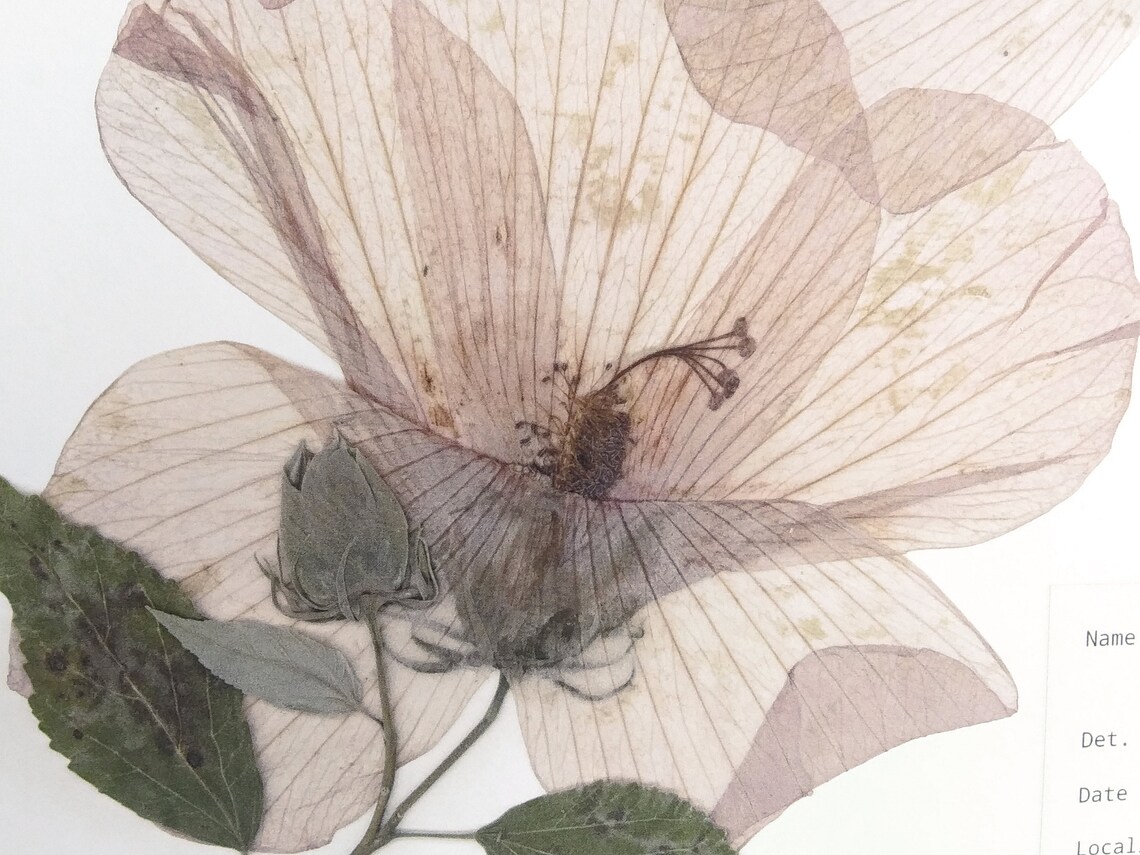Hibiscus Print Pressed Flower Print Pink Wildflower Art for - Etsy