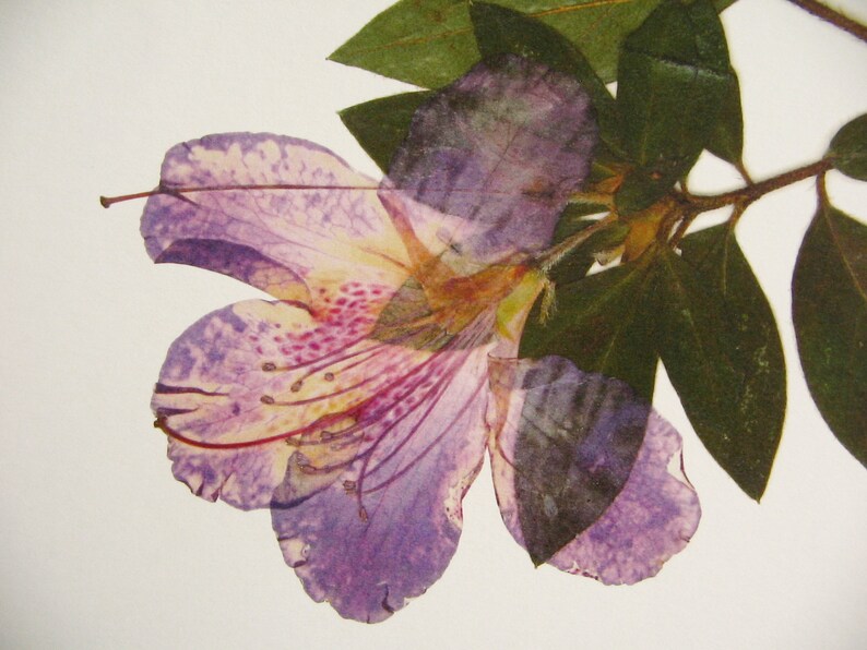 Azalea Print Purple Flower Art Pressed Plant Art Pressed - Etsy