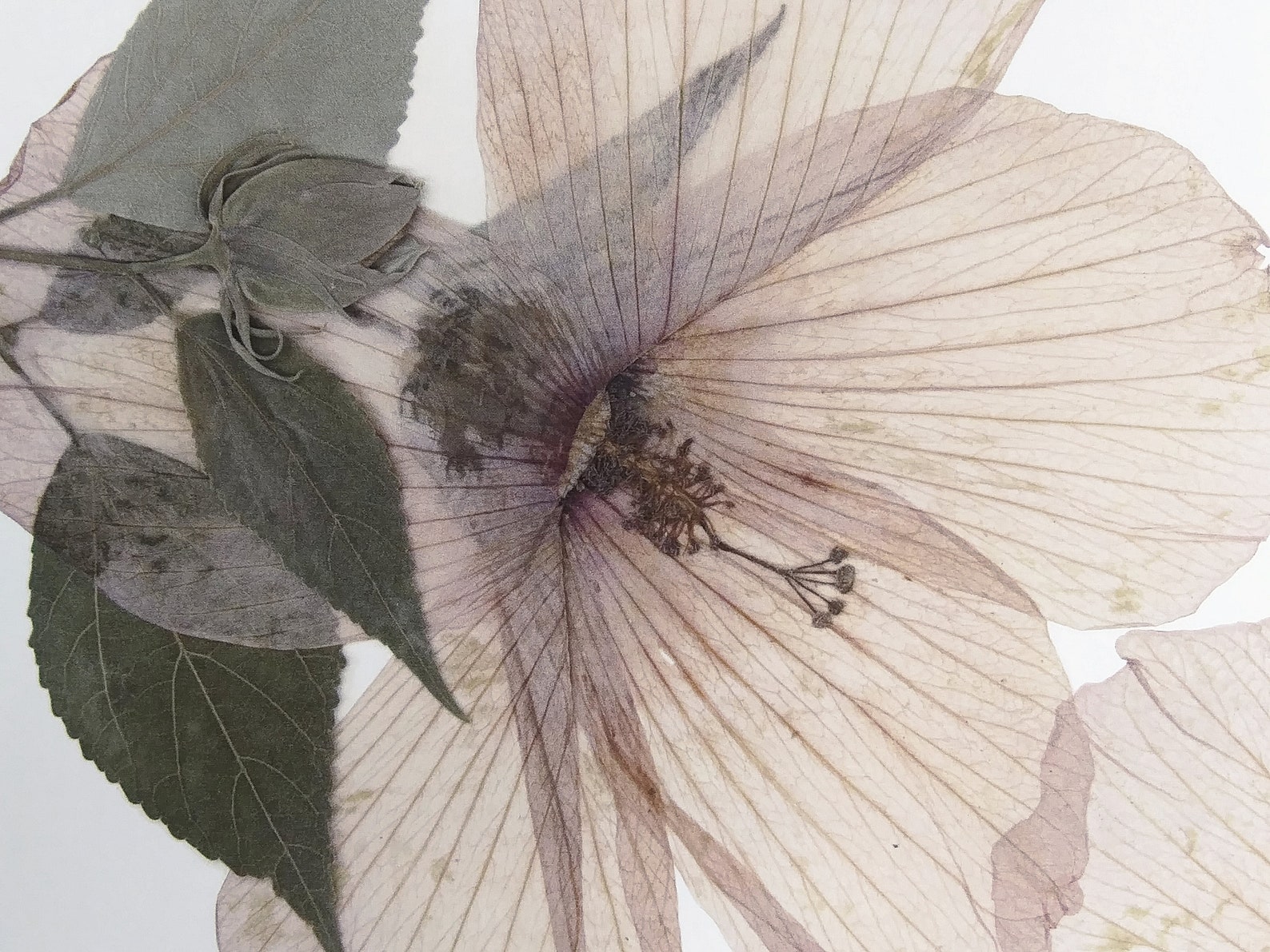 Hibiscus Print; Pressed Flower Print Pink Wildflower Art for Girl ...