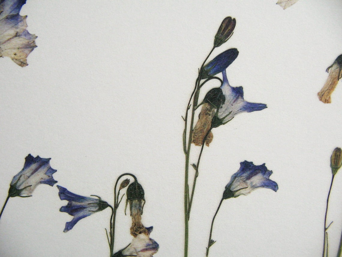 Scottish Bluebell Print Set; Colorado Wildflower Prints Botanical Print ...