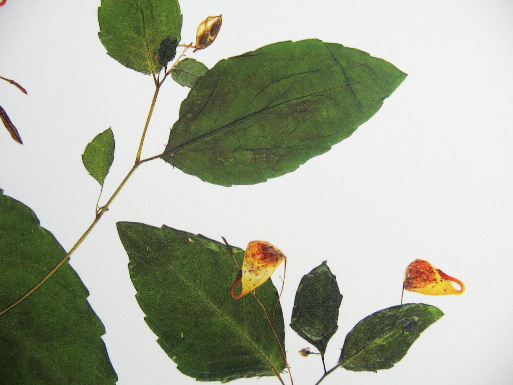 Botanical Print of Jewelweed, Print of Original Herbarium Specimen ...