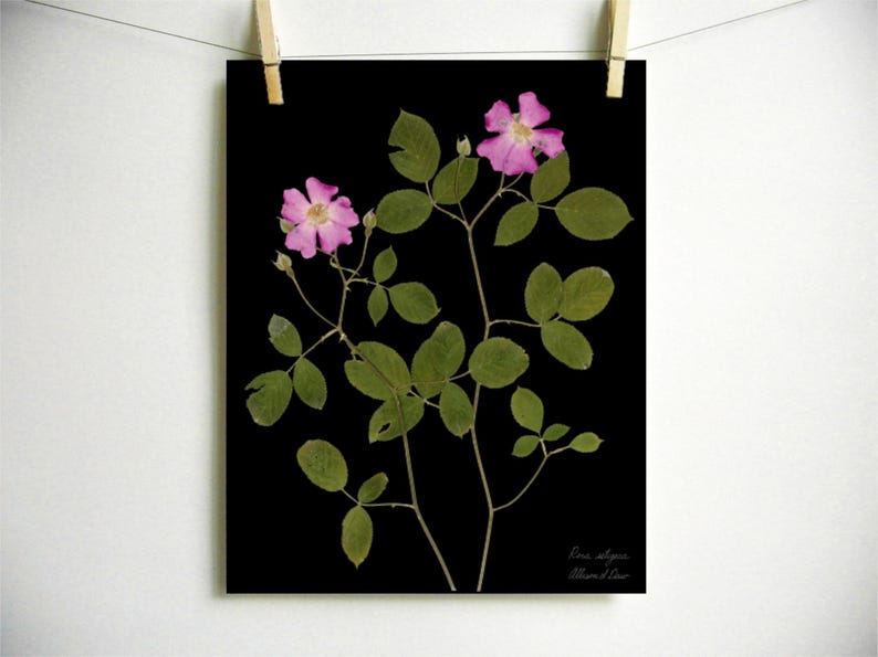 Wild Rose Print; Pink Pressed Flower Botanical Art - Etsy