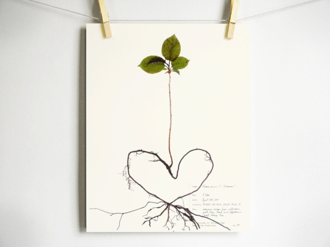 Cherry Tree Print; Pressed Plant Print With Heart Shaped Roots ...