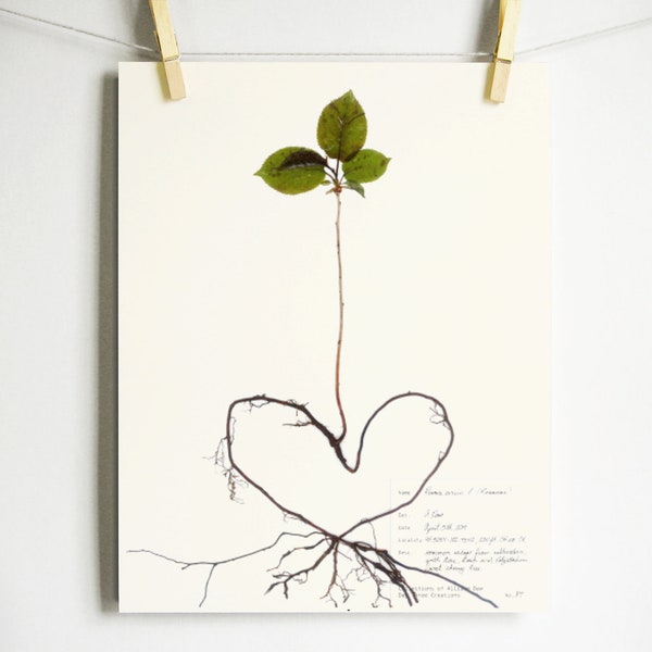 Tree Roots Wall Art - Etsy