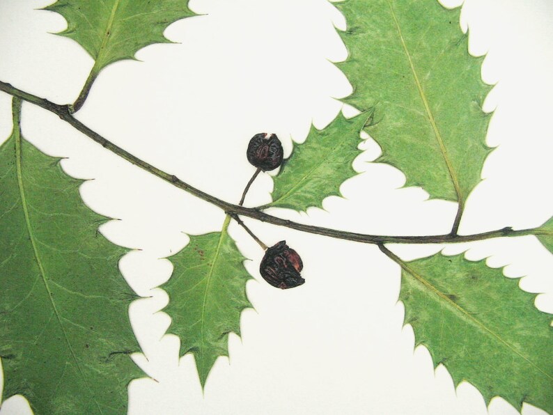 Holly Print Set Christmas Wall Art Holiday Decor Pressed | Etsy