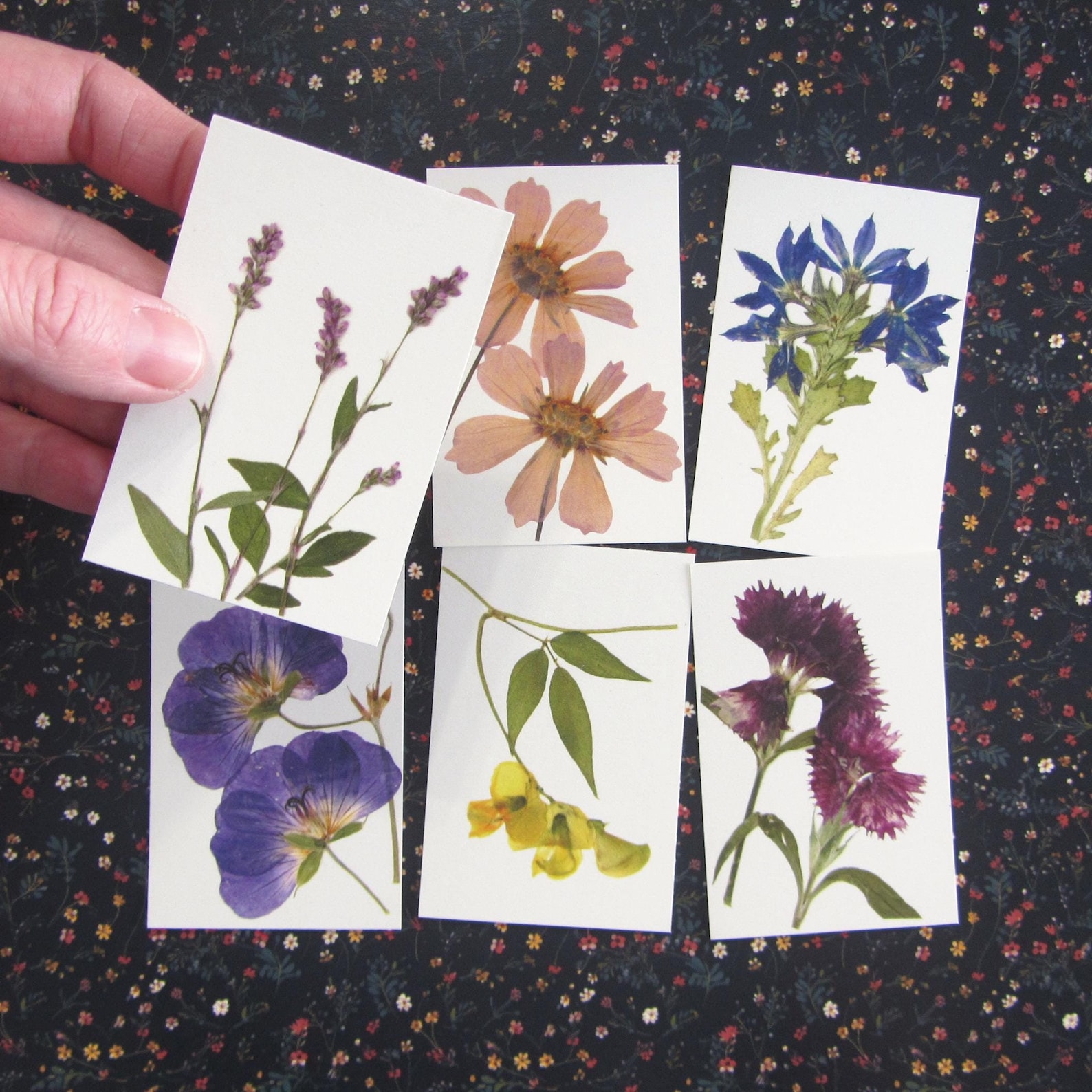 Mini Pressed Flower Artwork 2x3 Inch Print of Daisy Geranium Dianthus ...