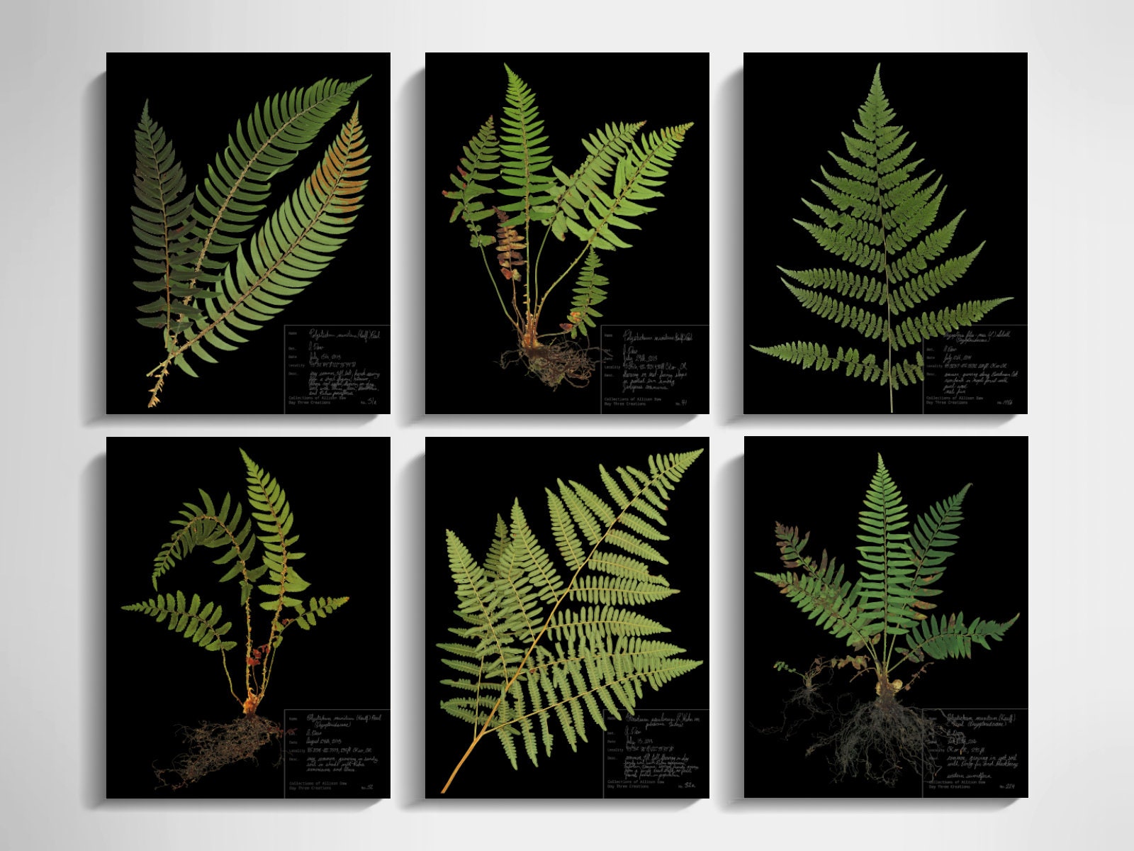 Fern Print Set of 6; Pressed Fern Gallery Wall Scientific Decor for ...
