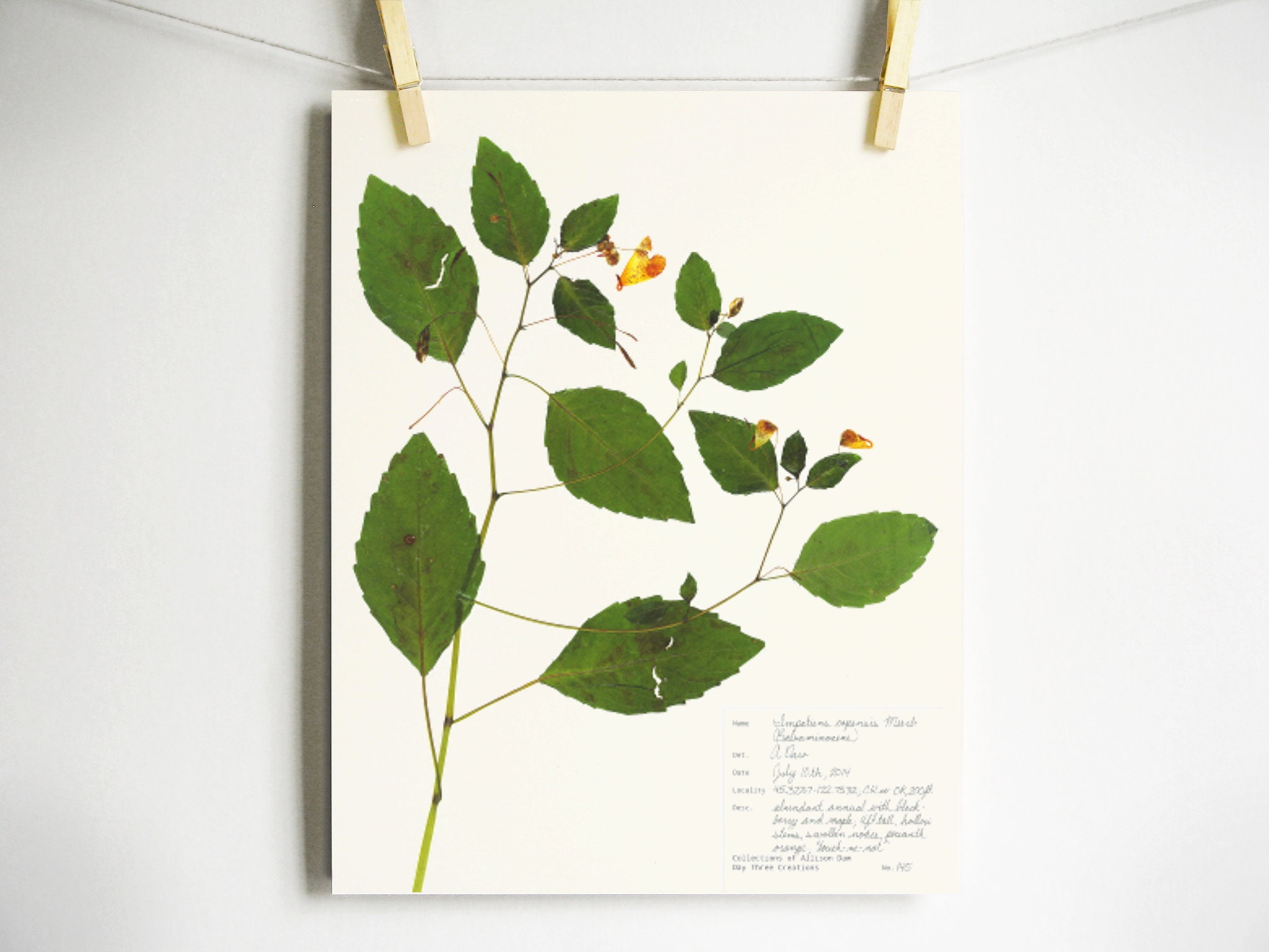 Botanical Print of Jewelweed, Print of Original Herbarium Specimen ...