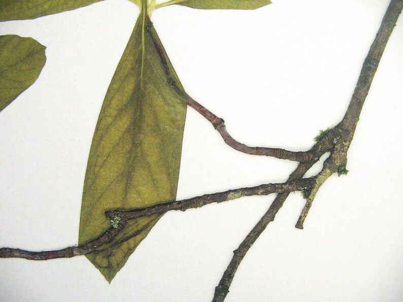 Indian Plum Tree Print Set of 2; Farmhouse Wall Art Pressed Leaf Art ...