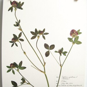 Print Set of Red Clover Pressed Botanicals, Original Herbarium Specimen ...
