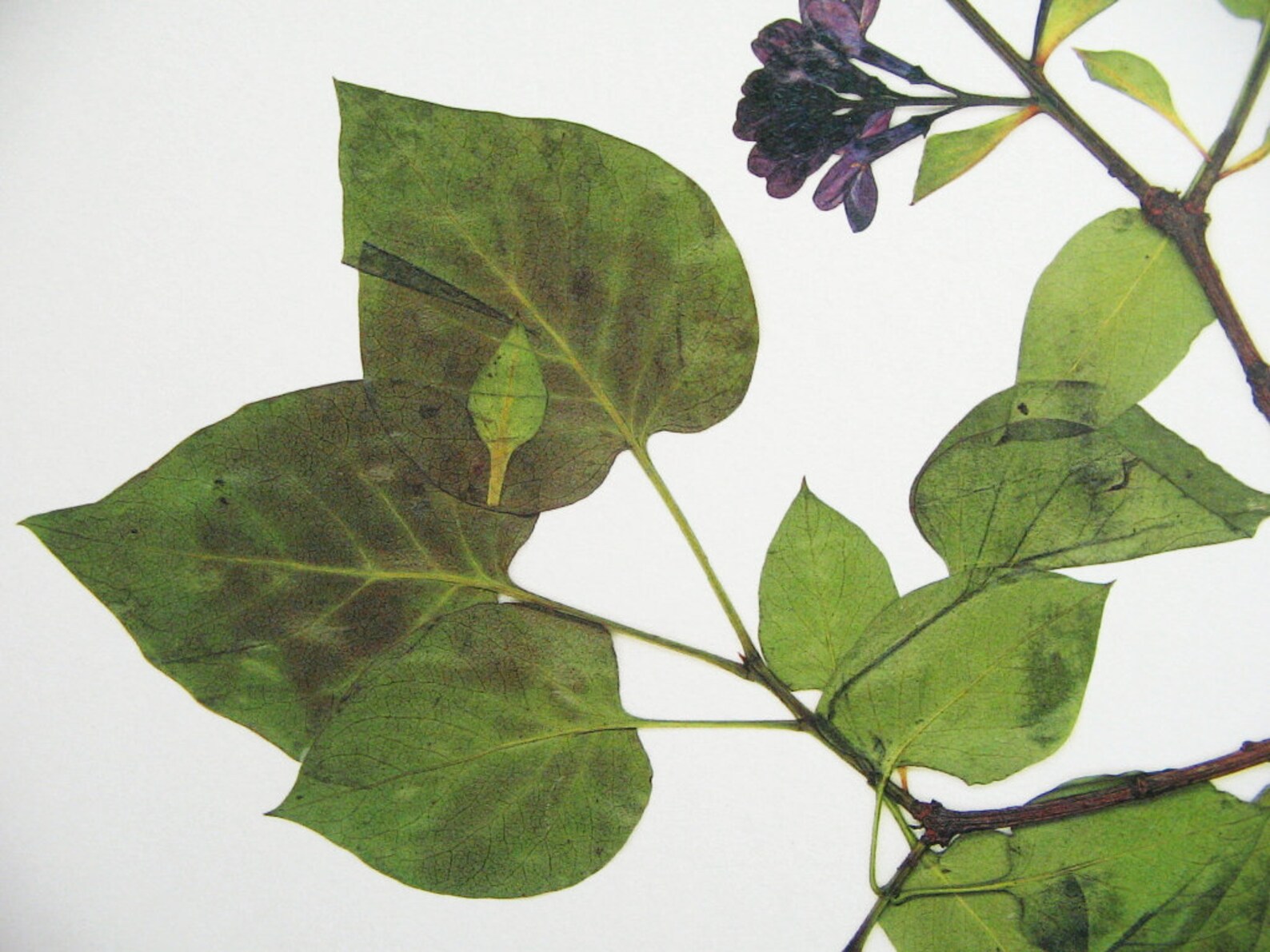 Lilac Print Set Pressed Plant Art Purple Flower Home Décor - Etsy