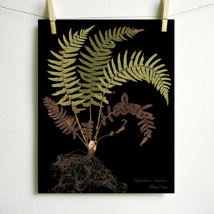 Fern Print; Pressed Fern Art Botanical Art Inspired by Nature Print ...