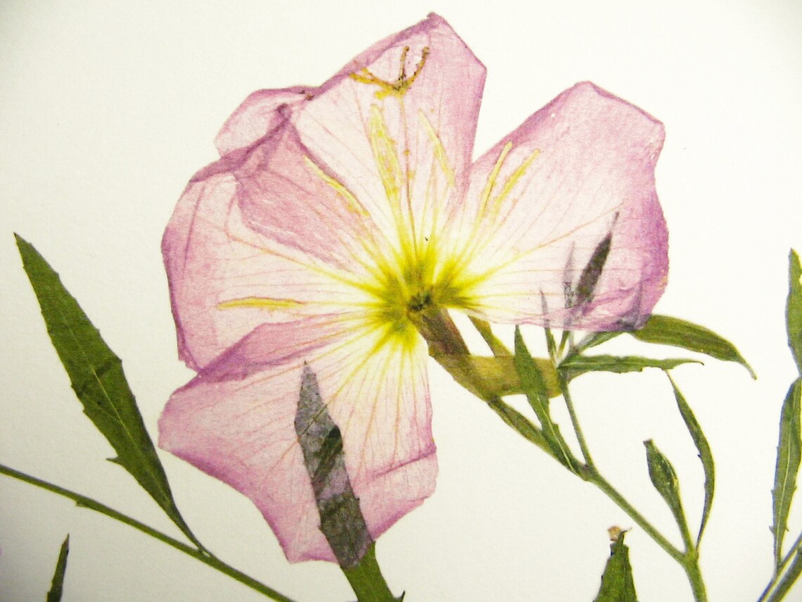 Evening Primrose Print farmhouse botanical nursery décor for | Etsy