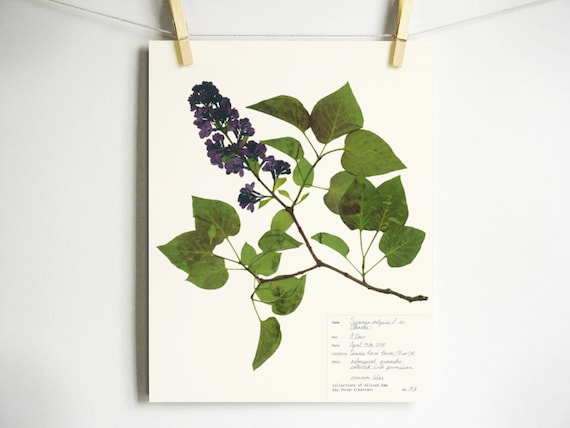 Lilac Print pressed lilac botanical print purple pressed | Etsy