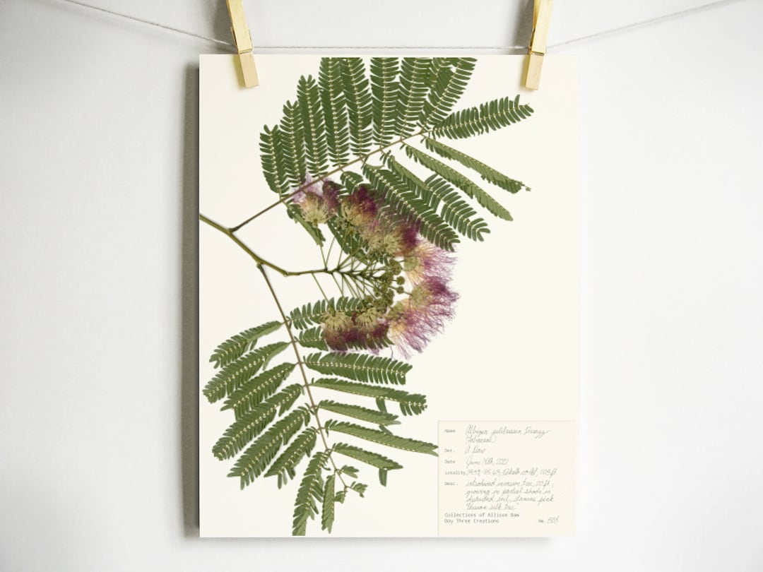 Mimosa Tree Print; Pressed Branch With Alabama Southern Flowers Persian ...