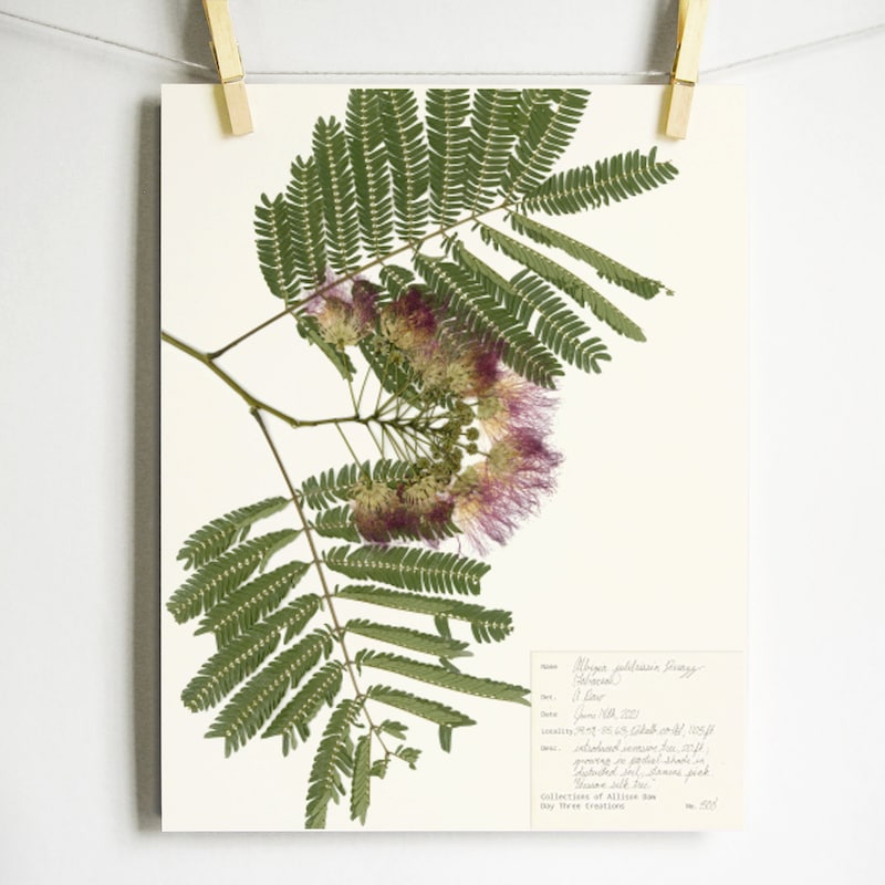 Mimosa Tree Art Print - Etsy