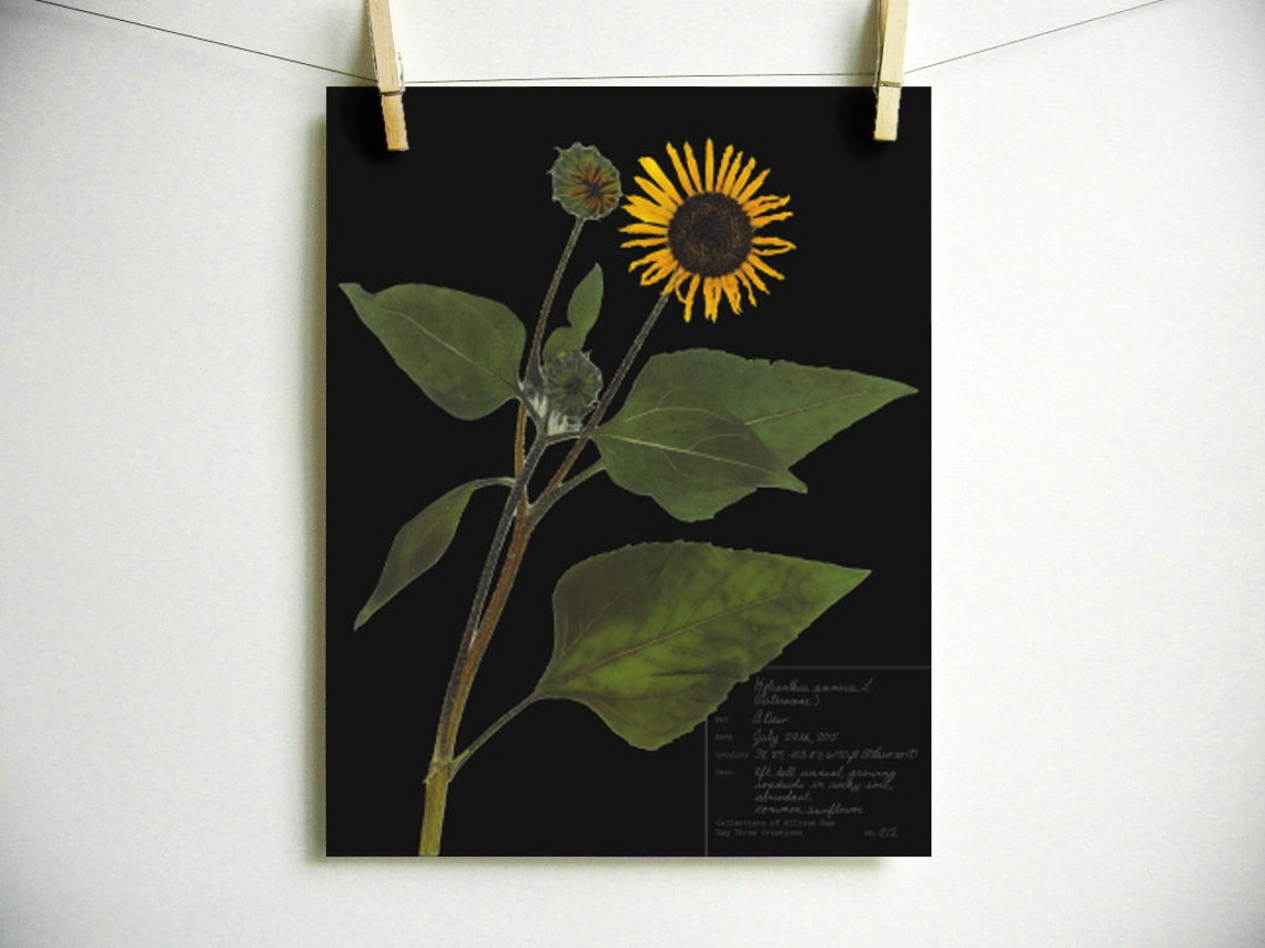 Sunflower Print Pressed Sunflower Art Print of Original | Etsy