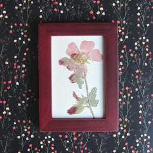 Little Pressed Mallow Flower Original Artwork 2x3 Inches With Optional ...