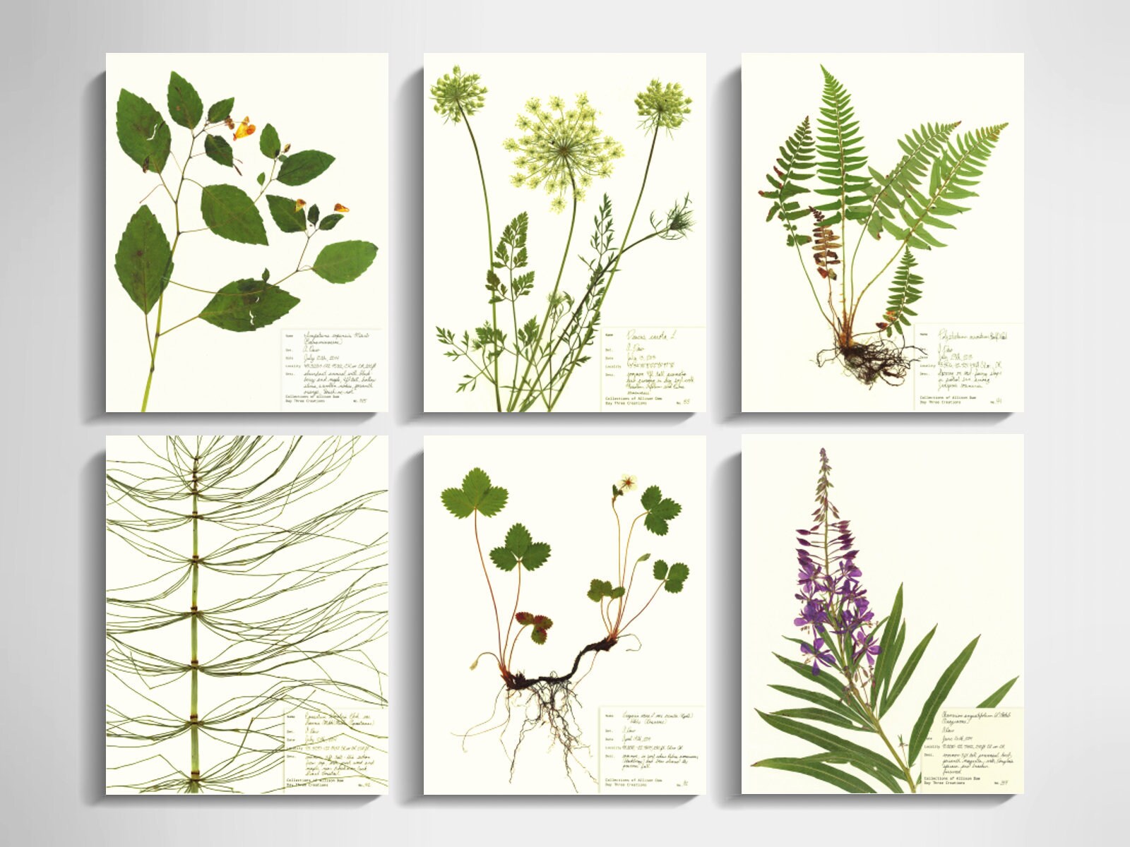 Oregon Plants Print Set of 6 Prints Summer Home Decor | Etsy