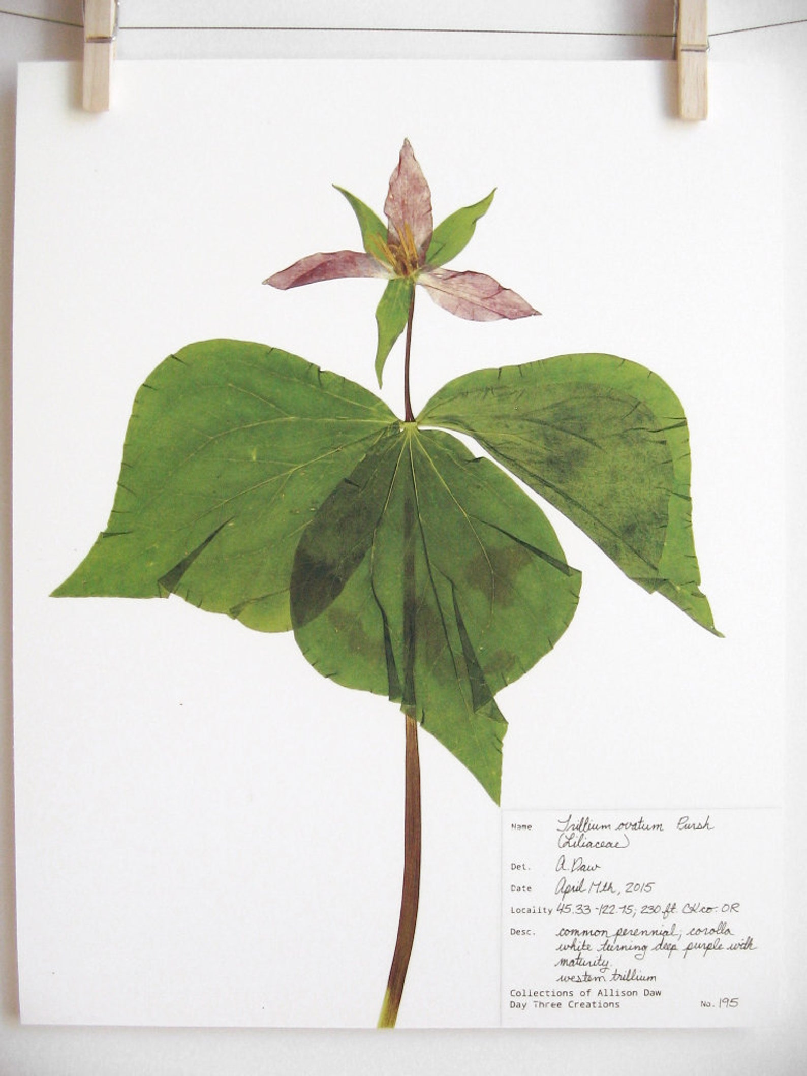 Western Trillium Print Botanical Print Green Purple Pressed | Etsy