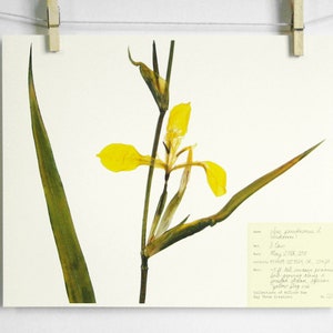 Yellow Iris Print pressed flower herbarium specimen art print | Etsy