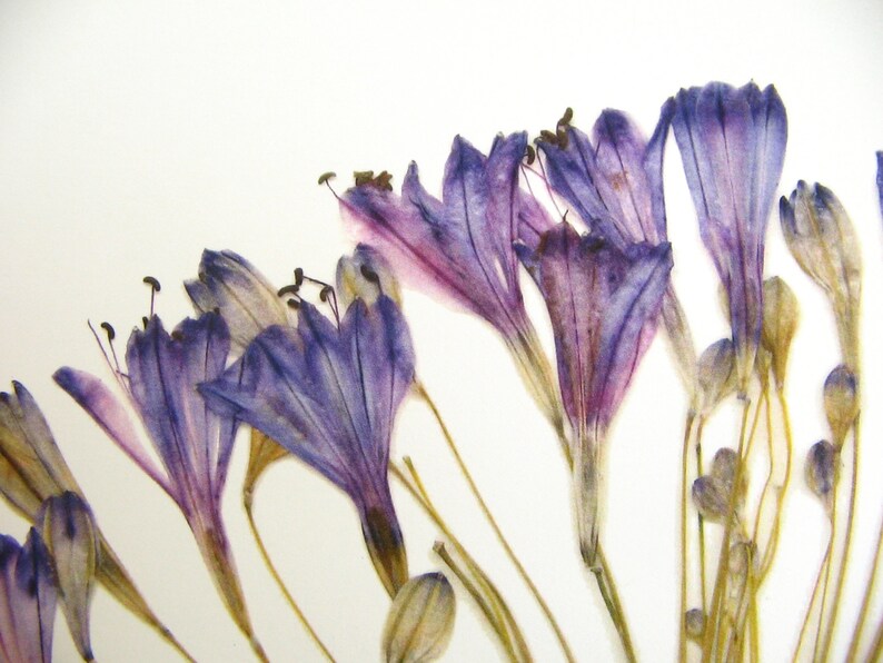 Agapanthus Print Set of 2 Purple Flower Art Pressed Plant - Etsy