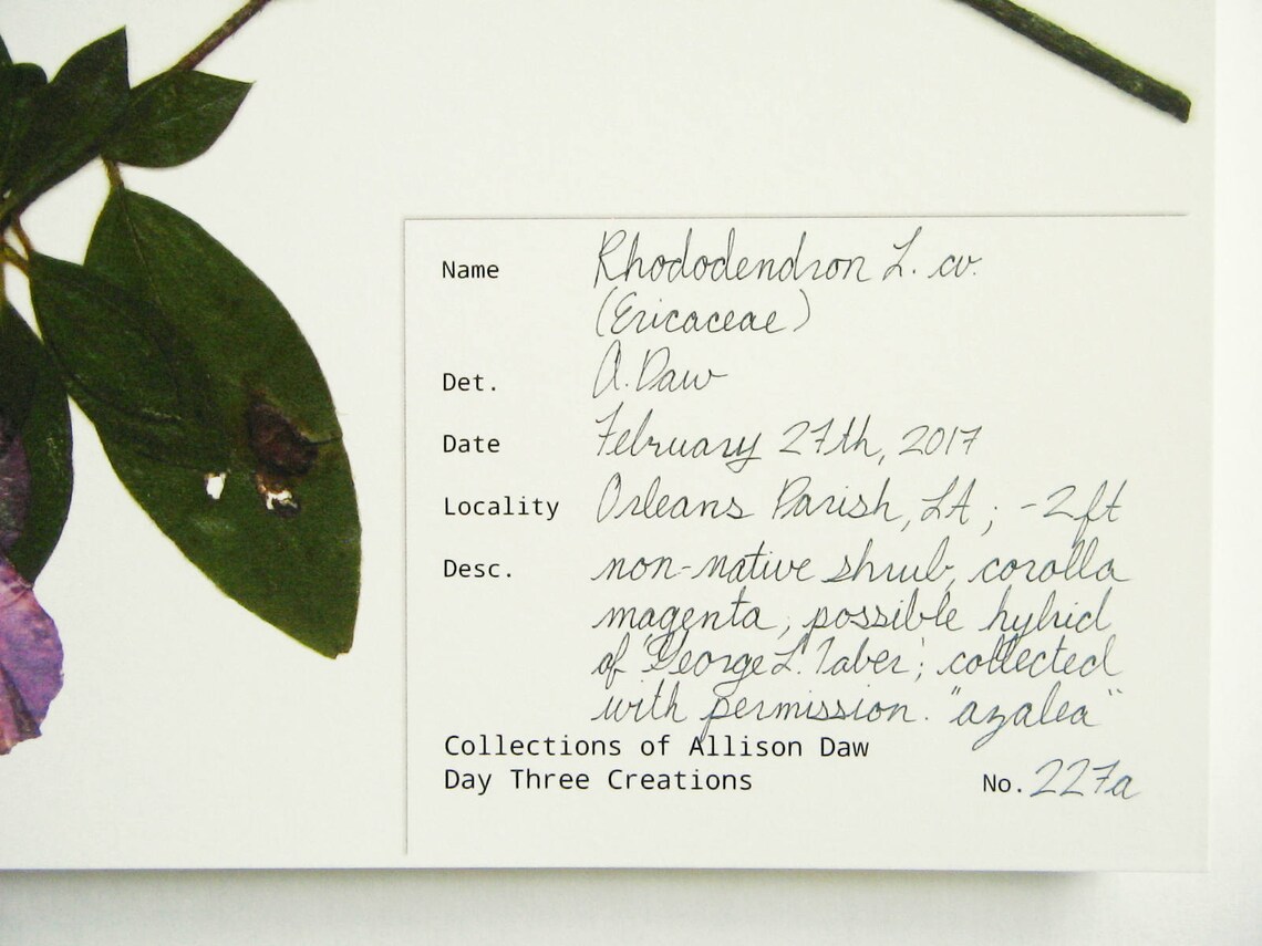 Azalea Print Pressed Plant Art Modern Decor Botanical Print | Etsy