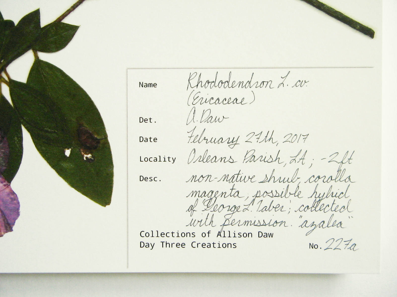 Azalea Print Pressed Plant Art Modern Decor Botanical Print | Etsy