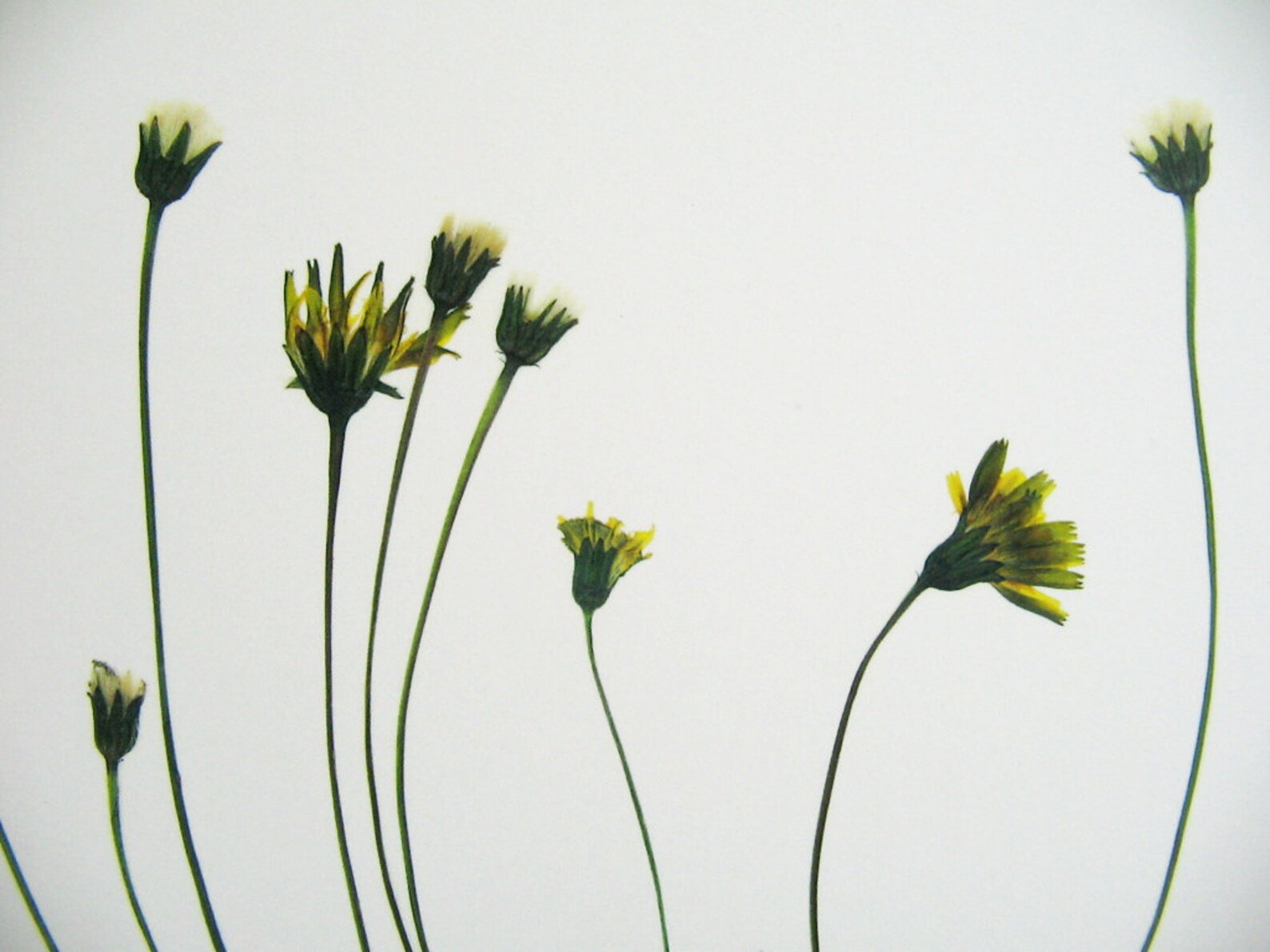 Hawkbit Print Herbarium Specimen Art Scientific Art Common | Etsy