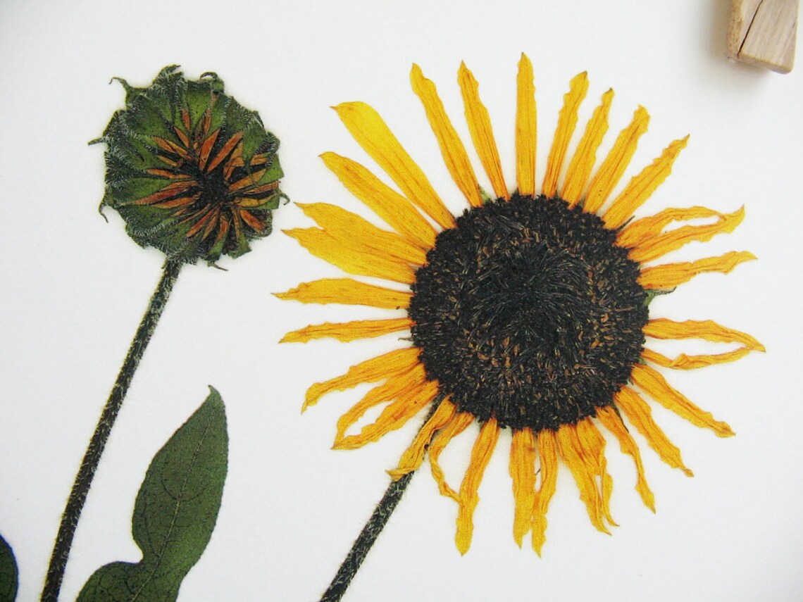 Sunflower Print; Pressed Sunflower Art Print of Original Herbarium ...