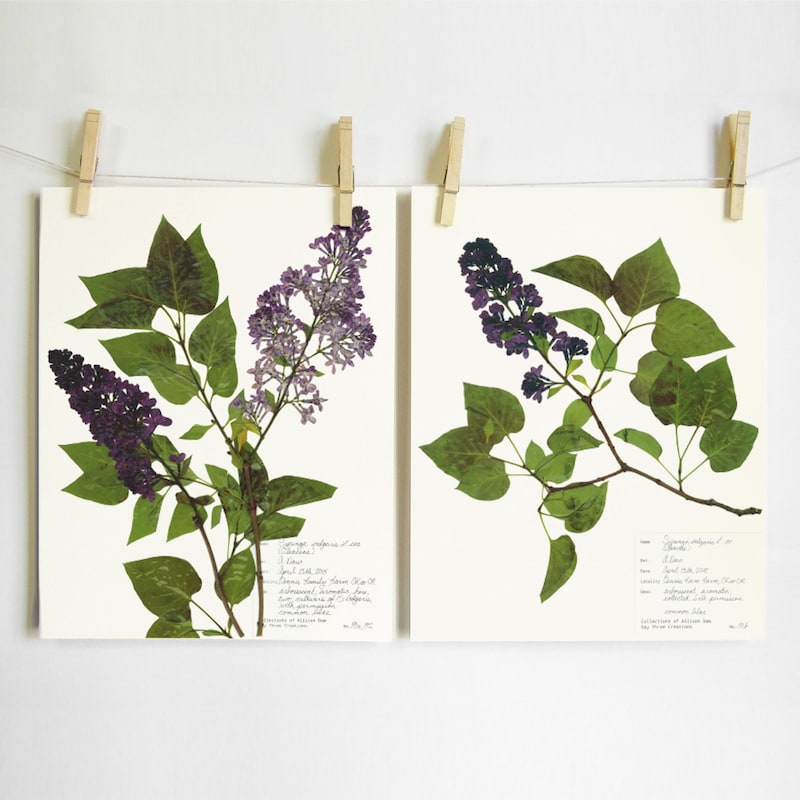 Lilac Botanical Art - Etsy