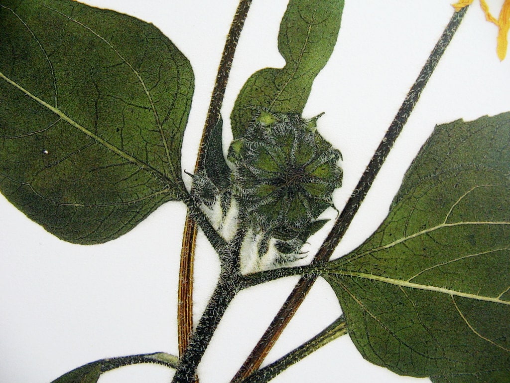Sunflower Print; Pressed Sunflower Art Print of Original Herbarium ...