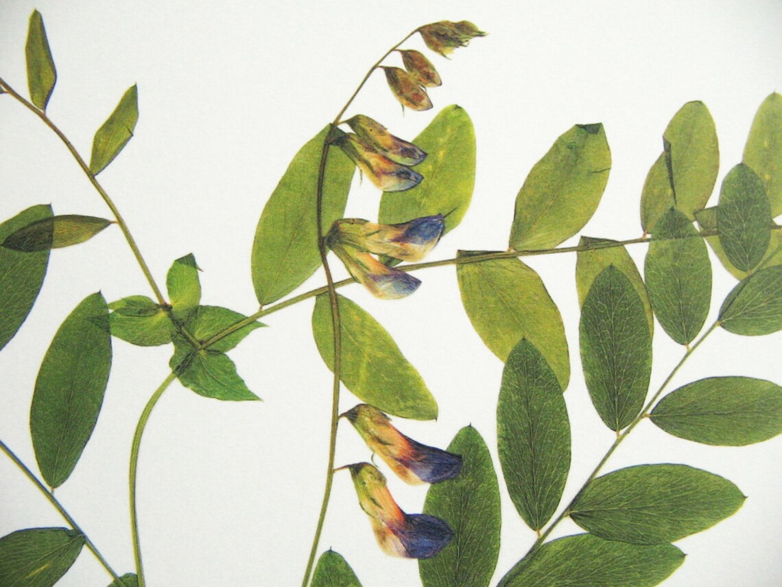 Leafy Pea Print Pressed Leaves Plant Art 8x10 Kitchen Print | Etsy