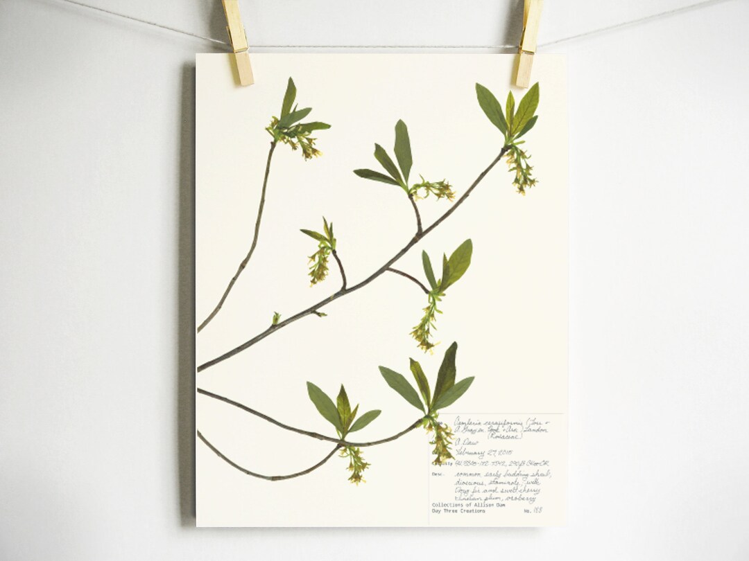 Indian Plum Tree Print; Pressed Botanical of Oregon Tree Branch ...