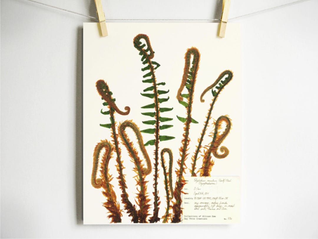 Western Sword Fern Fiddlehead Print; Herbarium Pecimen Art Pressed Fern ...