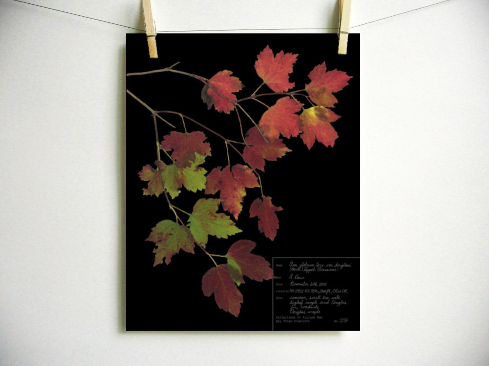 Douglas Maple Tree Print; Colorful Autumn Leaves Botanical Art Print ...