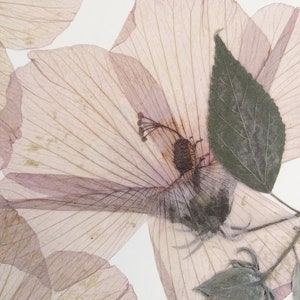 Hibiscus Print; Pressed Flower Print Pink Wildflower Art for Girl ...