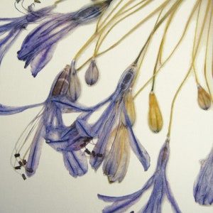 Agapanthus Print; Pressed Flower Print of Original Herbarium Art Purple ...