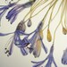 Agapanthus Print Pressed Flower Print of Original Herbarium - Etsy