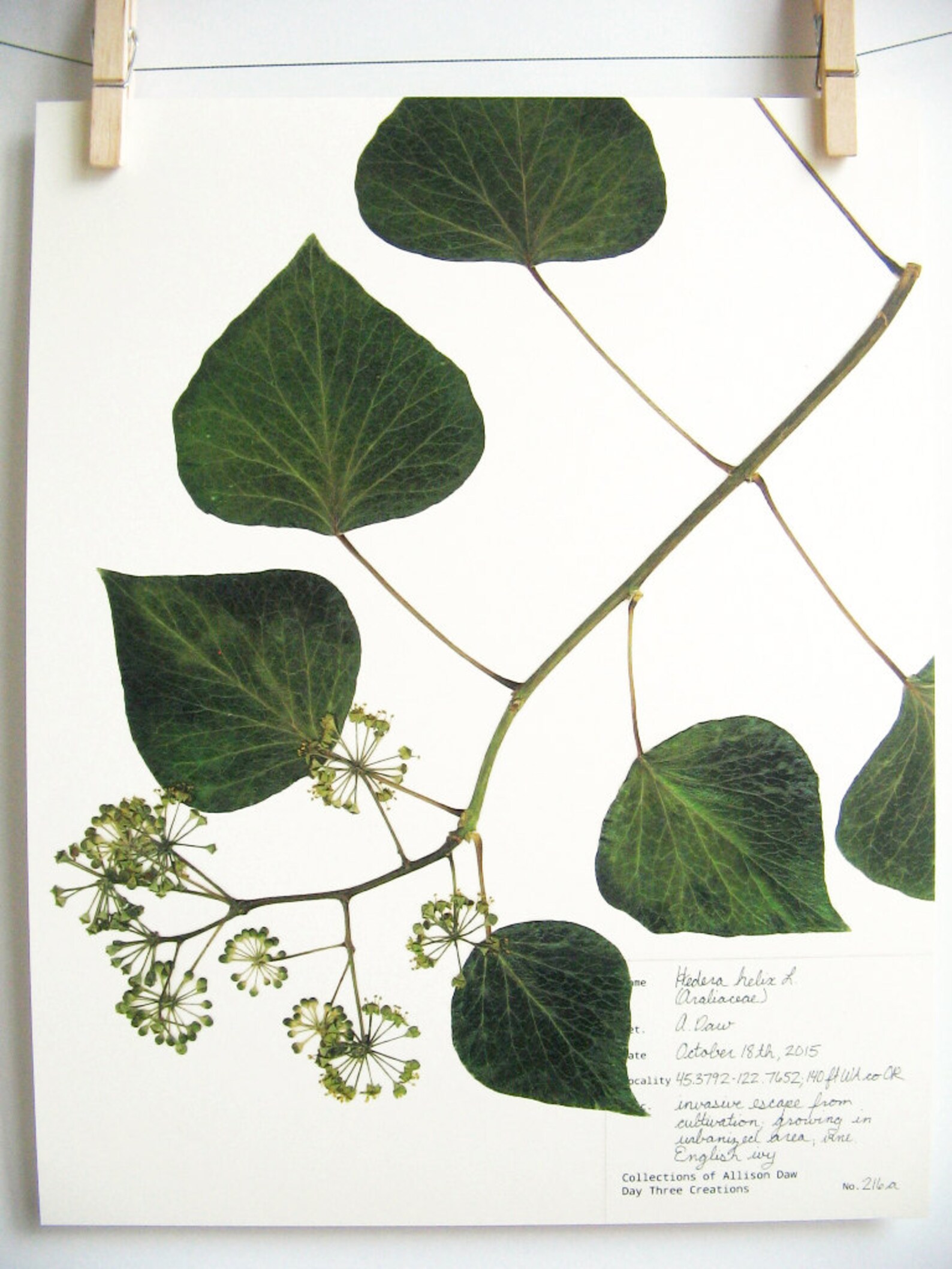 English Ivy Print Botanical Print of Original Art Leaves Art | Etsy