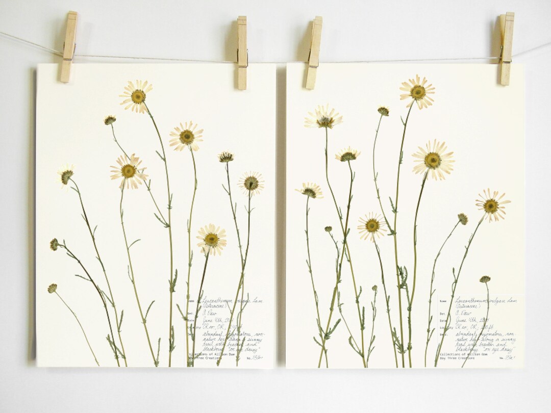 Daisy Print Set; Farmhouse Wall Art Pressed Flower Print White Daisy ...