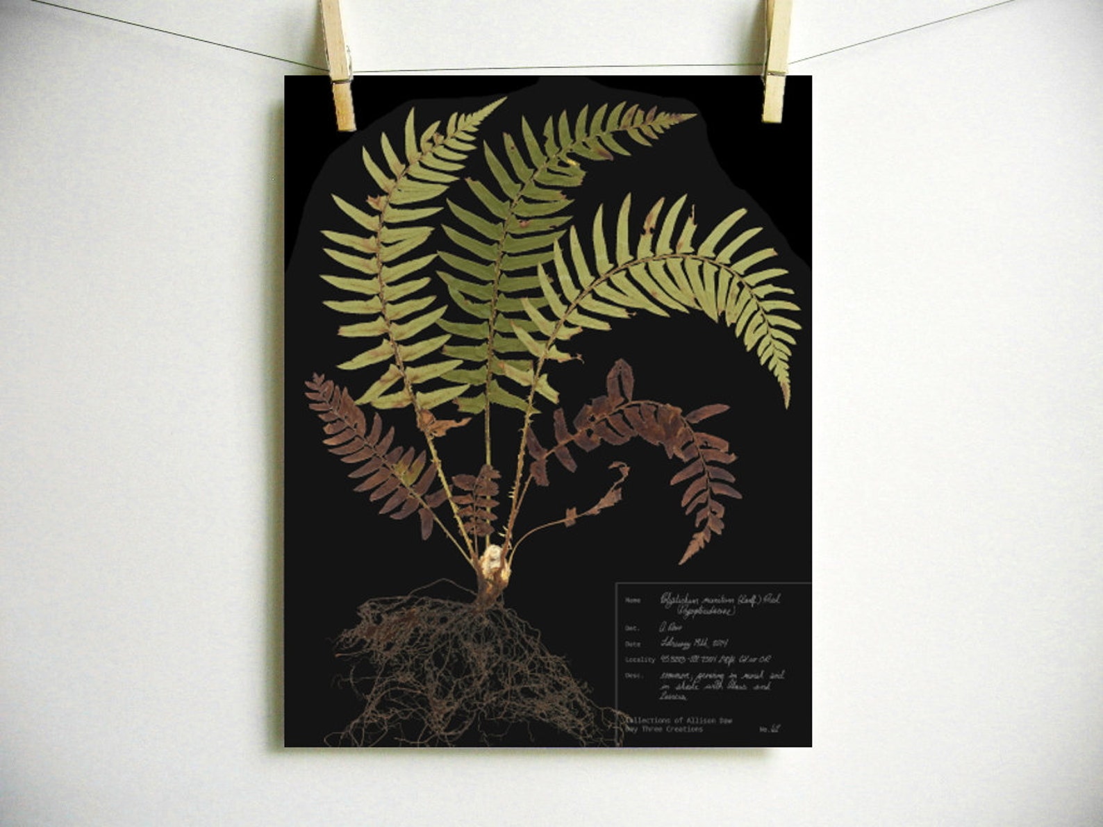 Fern Print Pressed Fern Art Botanical Art Inspired by Nature - Etsy