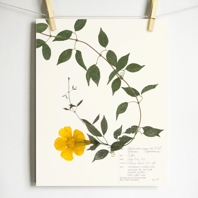 Pressed Tropical Flowers - Etsy