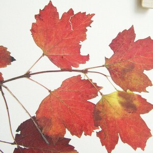 Fall Maple Leaves Print Set; Fall Decor Botanical Print Pressed Leaves ...
