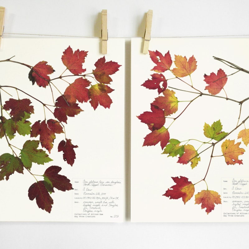 Pressed Leaf Art - Etsy