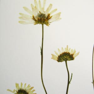 Daisy Print Set; Farmhouse Wall Art Pressed Flower Print White Daisy ...