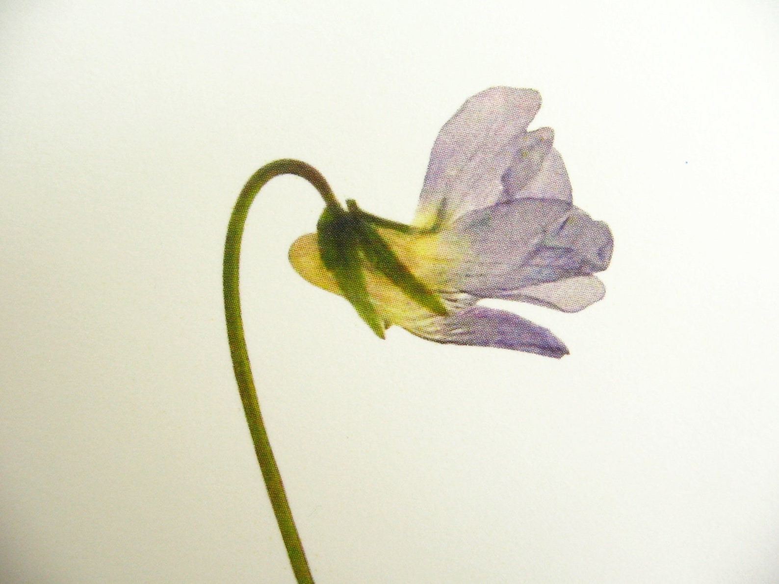 Violet Print Herbarium Print Pressed Flower Print Botanical - Etsy